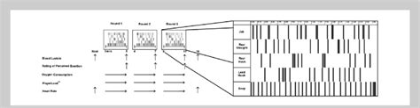 Schematic Representation Of The Experimental Design And Measures Download Scientific Diagram