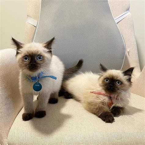 Siamese Kittens For Adoption Near Me Buy Siamese Kitten Online