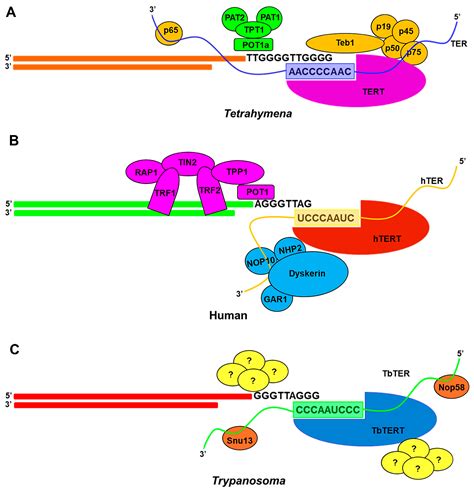 Telomerase Function