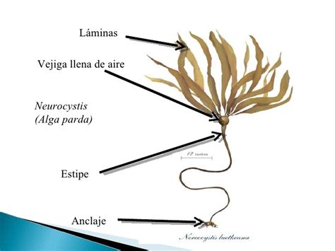 Ciencias Naturales Ceuja 2016 Phaeophyta Algas Pardas