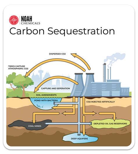 Carbon Sequestration Vs Carbon Removal At Herbert Hamilton Blog