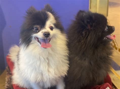 폼피츠 오레오허쉬 샴입양 셀커크렉스입양 스코티쉬폴드입양 스핑크스입양 아메리칸숏헤어입양 아비시니안입양 터키시앙고라입양 페르시안입양 애완견입양 반려견입양 털빠짐없는소형견종류