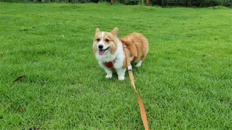 웰시코기 성격 엉덩이 크기 꼬리 미용 털빠짐 귀여운 외모의 코기 네이버 블로그