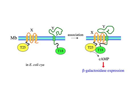 In Vivo Analysis Of Protein Protein Interactions Research Institut
