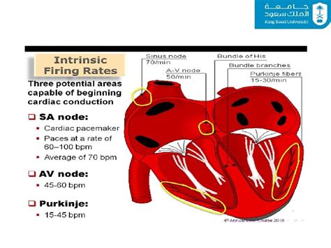 Cardiovascular System Block Cardiac Arrhythmias Physiology Ahmad Hersi