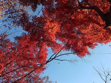 늦게까지 남은 빨간 단풍나무가 햇빛을 만났을 때