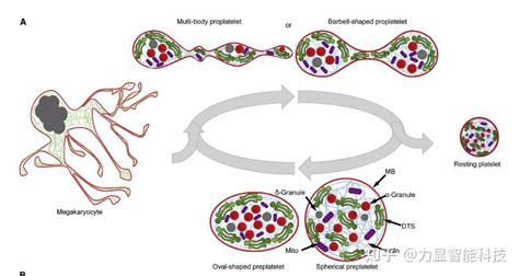 【文献解读】超分辨率成像揭示血小板成熟中期细胞骨架依赖性细胞器重排 知乎