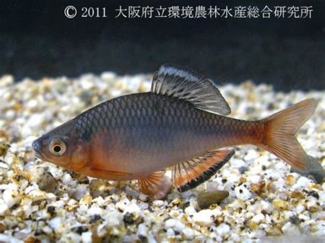 ミヤコタナゴ 淡水魚図鑑在来種 図鑑 大阪府立環境農林水産総合研究所 タナゴ 淡水魚 水生 生物