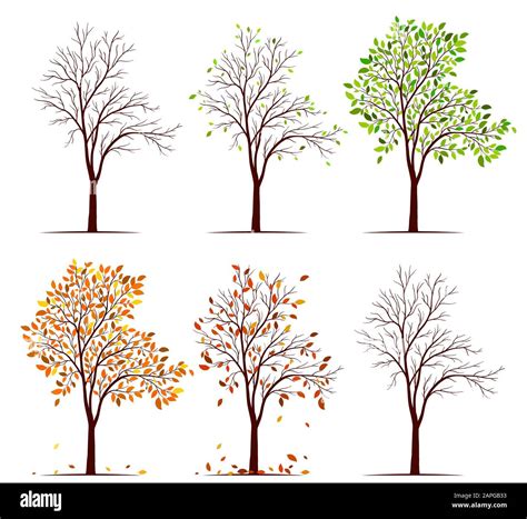 Seasons Of Tree Vector Stock Vector Image And Art Alamy