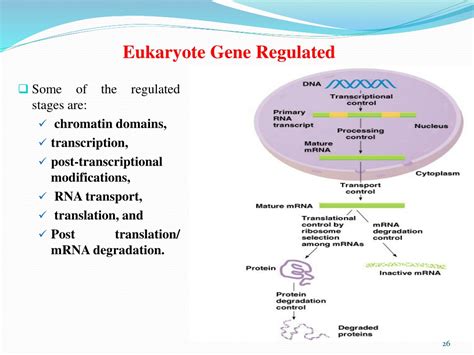 Ppt Prokaryotic Gene Expression And Regulation And Eukaryotic Gene Expression And Regulation
