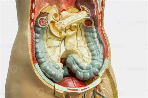 Human Intestine Appendix And Digestive System Model Anatomy For Medical Training Course