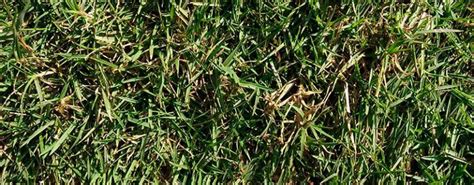 When Does Grass Stop Growing Learn The Different Factors