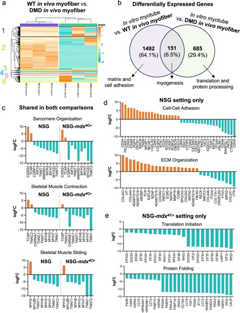 The Adult Environment Promotes The Transcriptional Maturation Of Human
