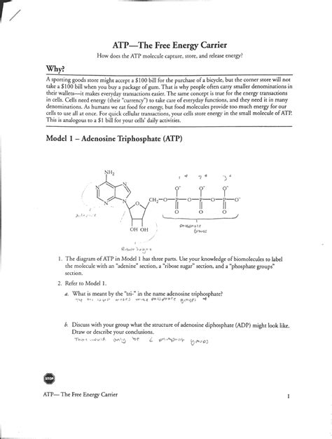 Precalc And Hw Practice Problems Set Free Energy Carrier How Does The ATP Molecule