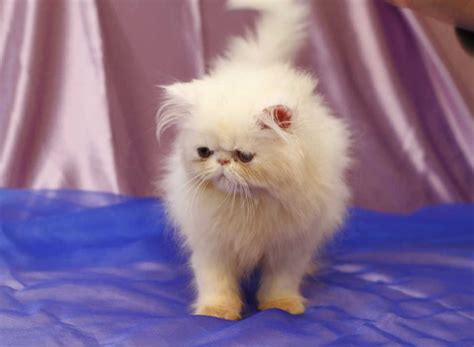 Na Prodaju Persijski MaČiĆi