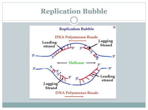 Ppt The Molecular Basis Of Inheritance Powerpoint Presentation Free