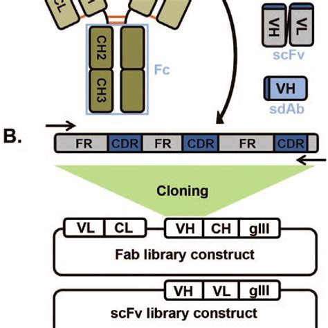A Structure Of A Typical Igg Molecule Each Antibody Comprises Two