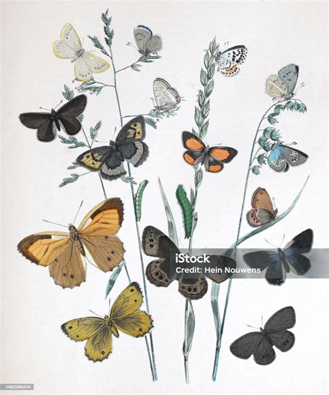 꽃 숙주 식물이 있는 나비와 애벌레 빈티지 컬러 일러스트레이션 19세기 스타일에 대한 스톡 벡터 아트 및 기타 이미지 19세기 스타일 가라지 곤충 Istock