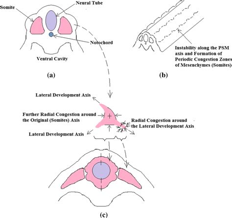 Cross Section Of The Embryo At A Middle Region Initial Abdominal And