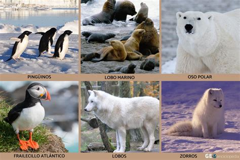 Ejemplos De Fauna Flora Y Fauna ¿qué Son Características Ejemplos