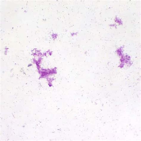 Cole Parmer® Prepared Microscope Slides Bacteria And Fungi From Cole