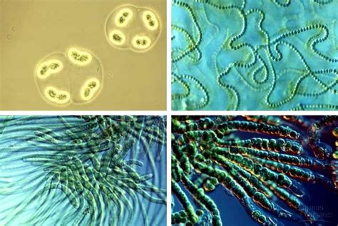 Cyanobacteria The Oxygen Revolution
