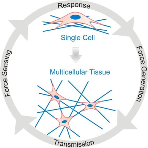 Theoretical Approaches To Describe Multicellular Systems Download