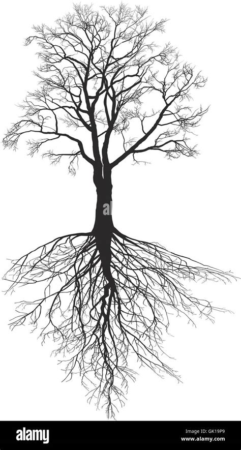 Tree With Roots And Branches High Resolution Stock Photography And Images Alamy