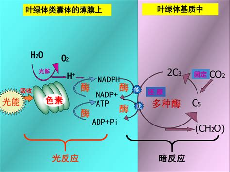 生物人教版（2019）必修1 5 4 2光合作用的原理和应用（共28张ppt） 21世纪教育网 二一教育