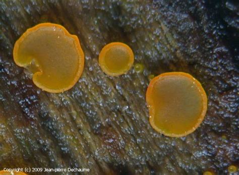 Mycodb Photos De Champignons Orbilia Delicatula