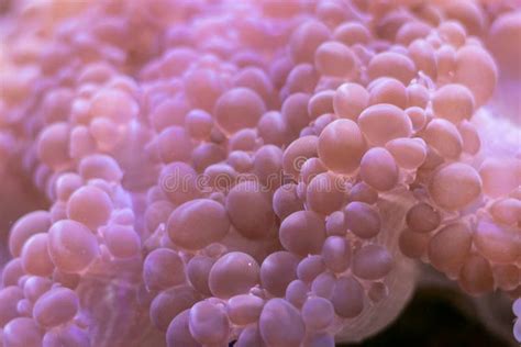 Flor Hermosa Del Mar En Mundo Subacu Tico Con Los Corales Y Los Pescados Fondo De La Naturaleza