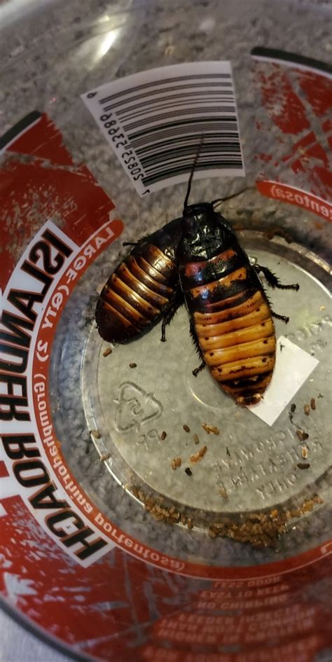 Same Sex Roach Love Rroaches