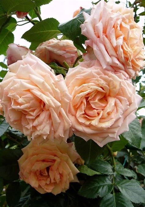 Купить плетистую розу сорта Барок в Ростове-на-Дону