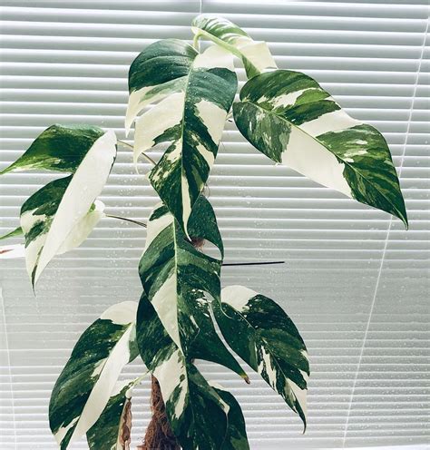 Pinnatum Albo Variegata