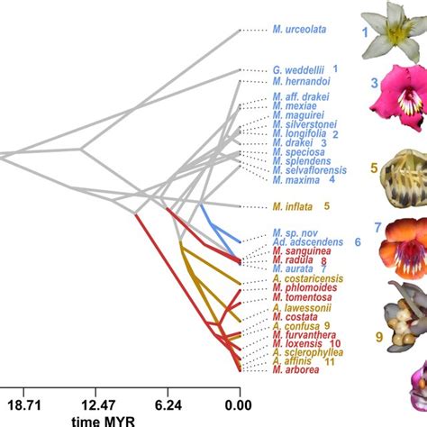 Traitgram Showing Floral Shape Evolution As Summarized By Pc1 343 Of