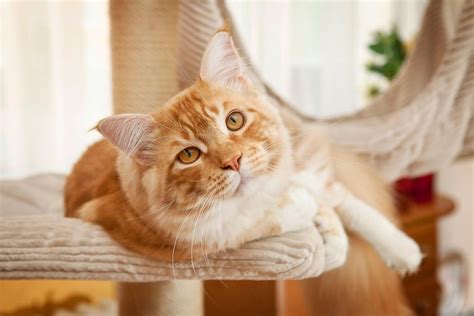 Hair Loss In Cats