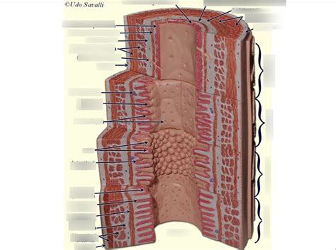 Alimentary Canal Diagram Quizlet