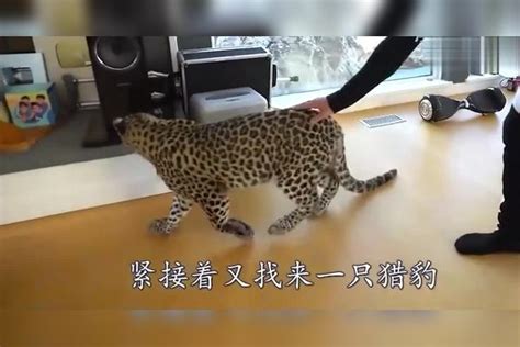 熊孩子作死挑战：和“狗熊”待一起24小时会怎样？结果意外了狗熊结果挑战
