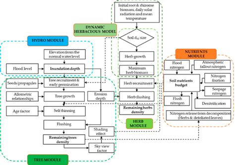 Schematic Structure Of Dynamic Riparian Vegetation Model Dripvem