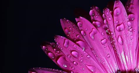 Daisy Droplets Fuji Xt W Canon 100mm Fringer Adapter Imgur