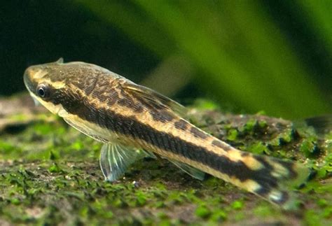 10 Different Aquarium Algae Eaters You Should Know About Tail And Fur