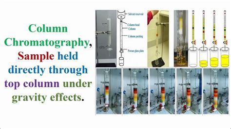 Best 13 Bacterial Morphological Shape And Arrangement Artofit