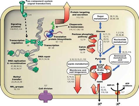 Schematic Representation Of Cellular Functions Represented By The