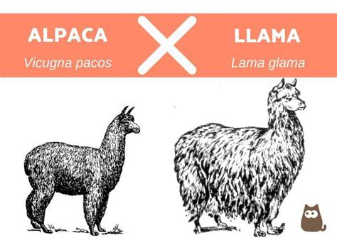 What Is The Difference Between A Llama And Alpaca With Pictures