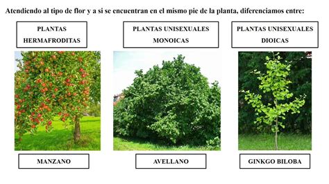 Hermaphrodite Plants What They Are Like Characteristics Differences