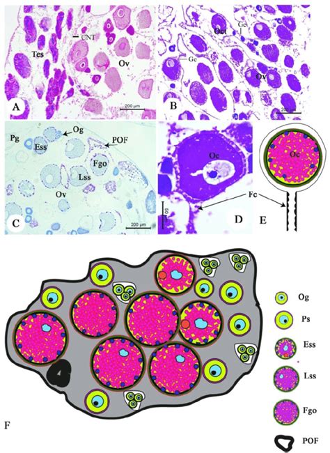 Light Photomicrograph A D And Schematic Diagrams E F Of The Download Scientific Diagram