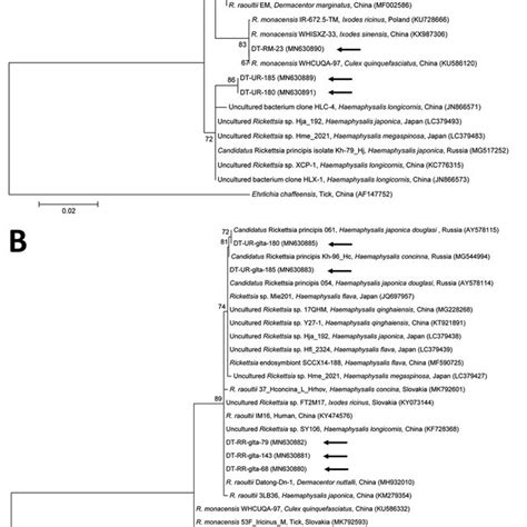 Figure Phylogenetic Trees Constructed Using The Maximum Likelihood