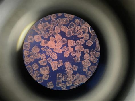 25 Cool Things To Look At Under A Microscope With Pictures Optics Mag