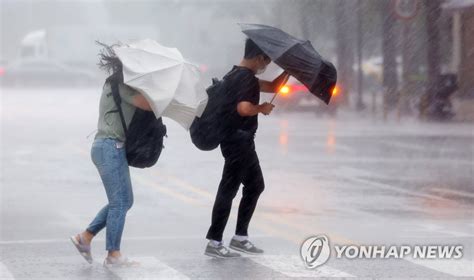 내일날씨 충청권 최대 300㎜ 폭우서울도 20∼80㎜ 나무뉴스