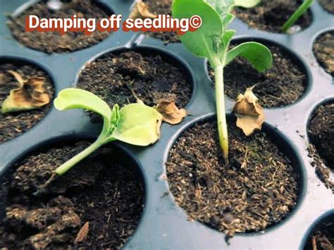 🦠🦠 Many Species Of Pythium Cause Diseases Of Roots Crowns And Or
